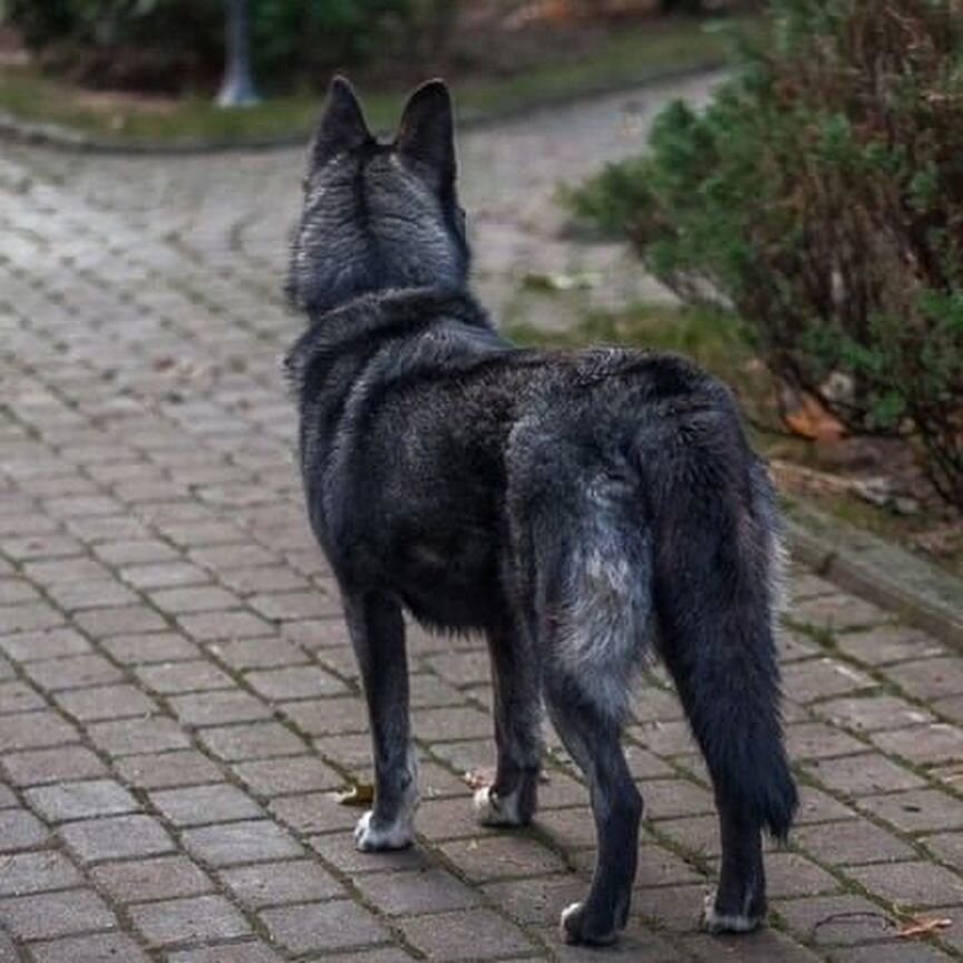 Собака в добрые руки