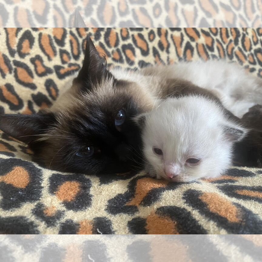 Балинезийские котята