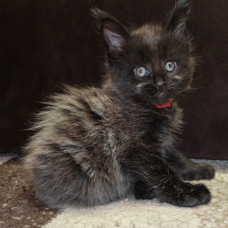 Мейн-кун котёнок