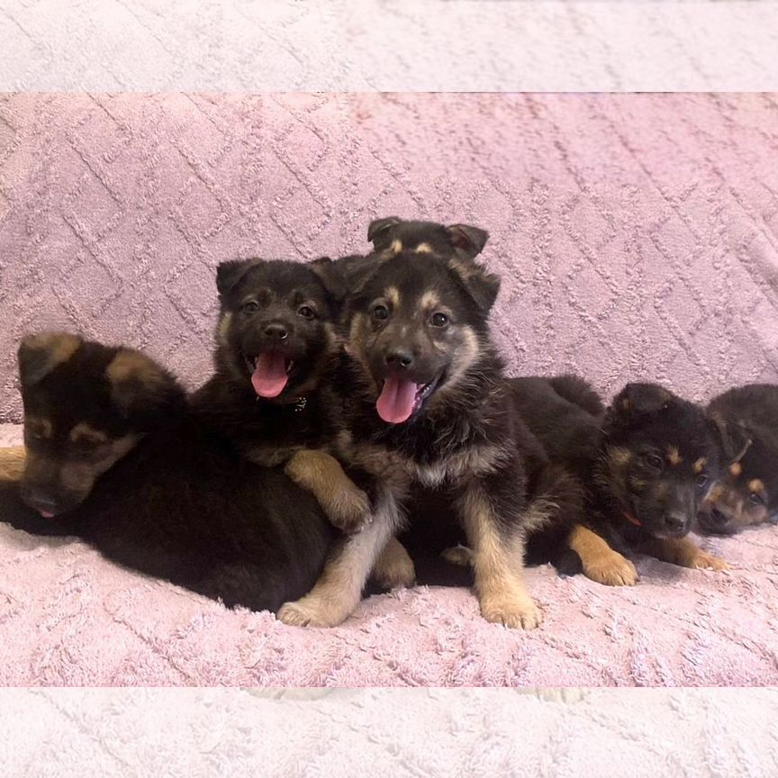 Щенок в добрые руки