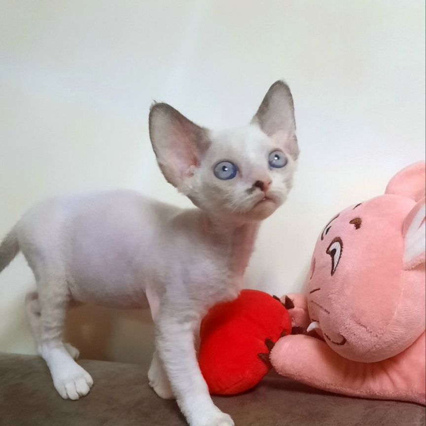 Котята девон-рекс девочка