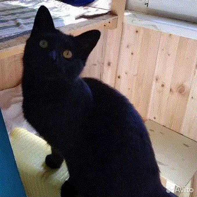 Чисто чёрная ласковая кошечка Ночь привезут к нам