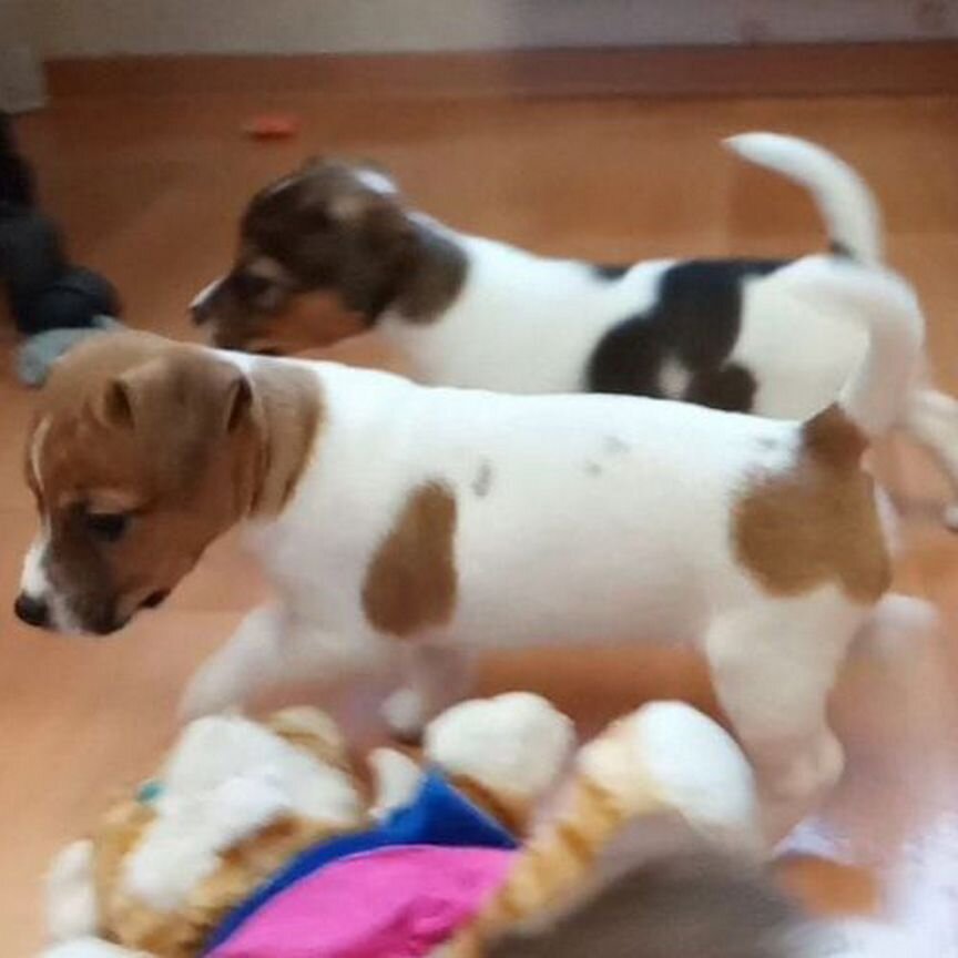 Щенки джек рассел терьер