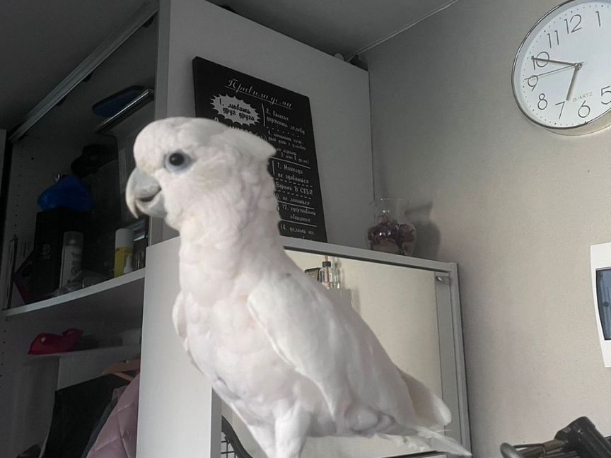 Продам попугая какаду