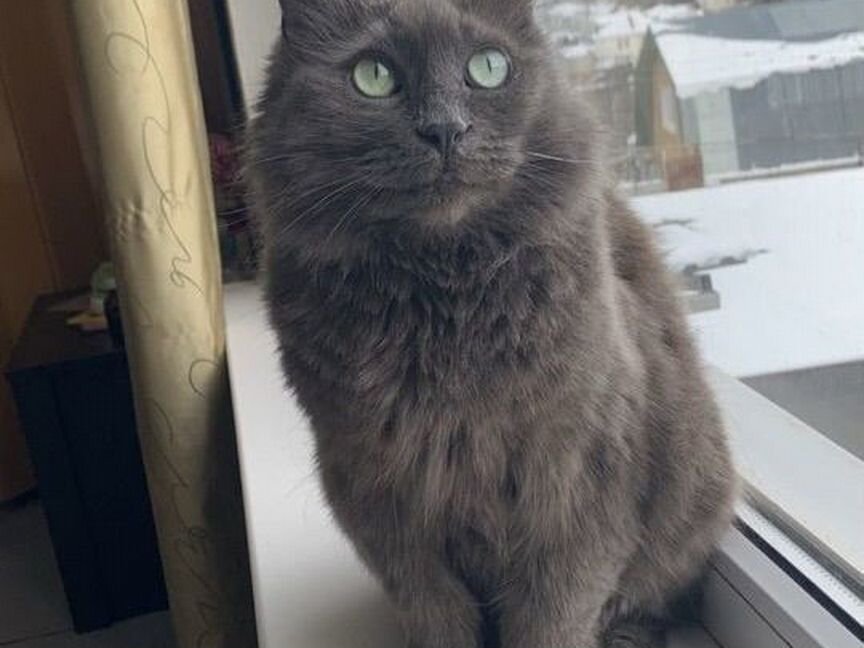 Русская голубая кошка