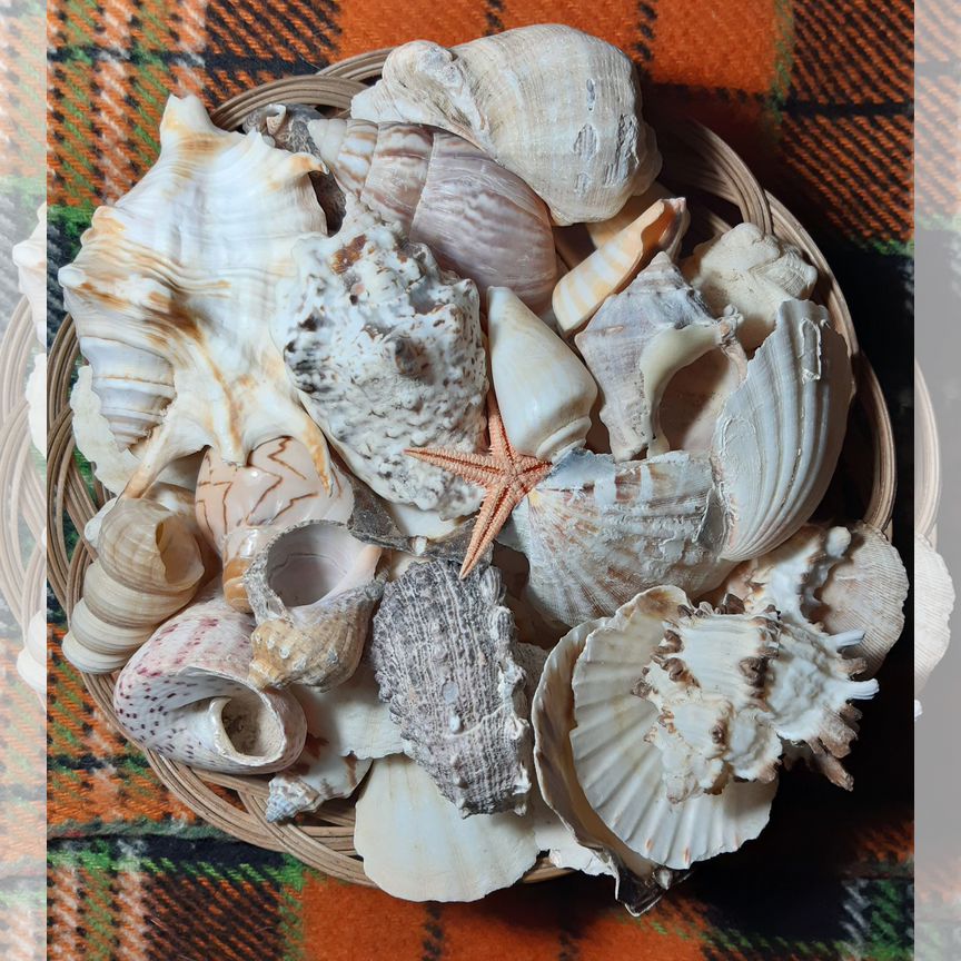 Морские ракушки раковины