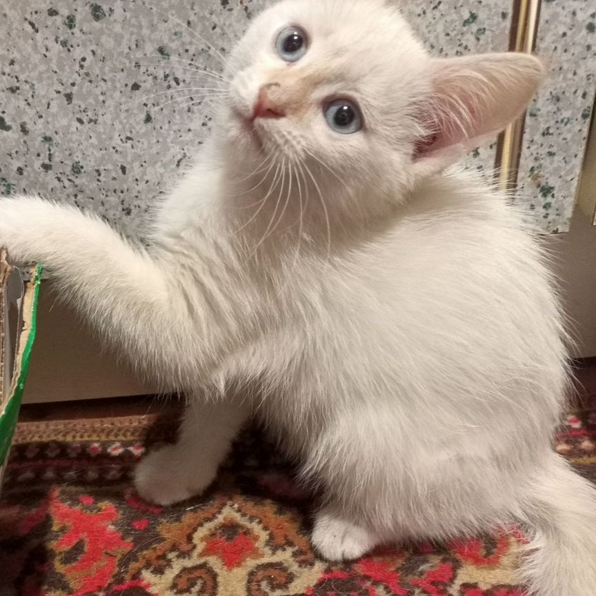 Котенок мальчик