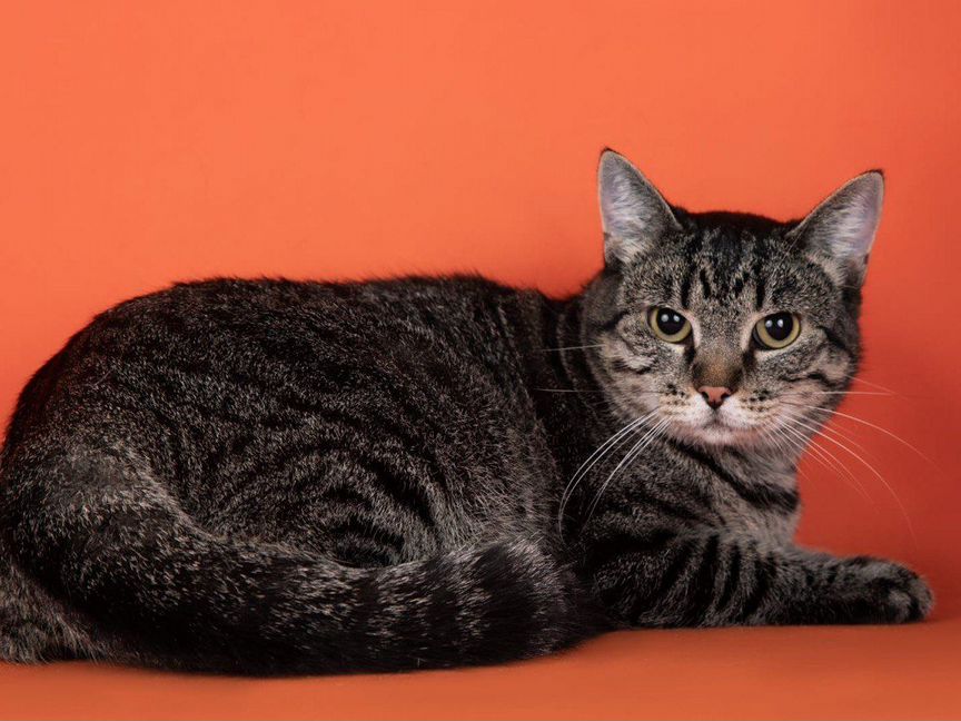 Очень ласковая кошечка ищет дом