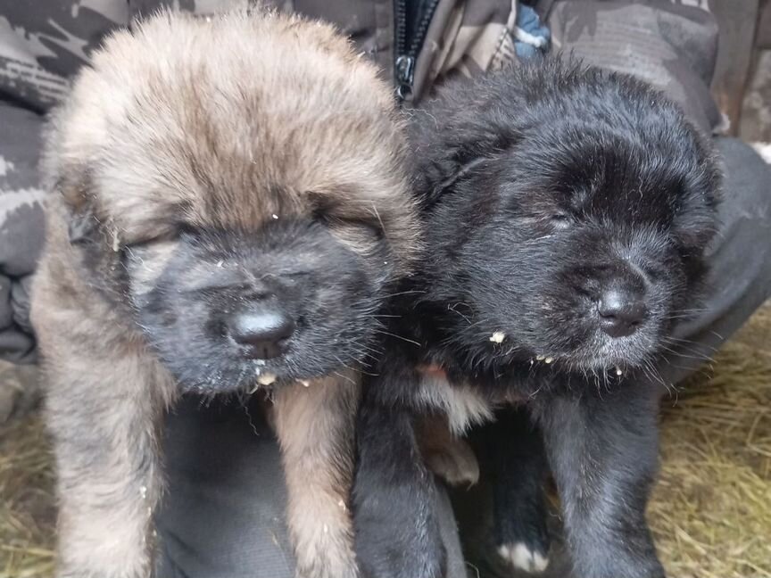 Щенки кавказской овчарки