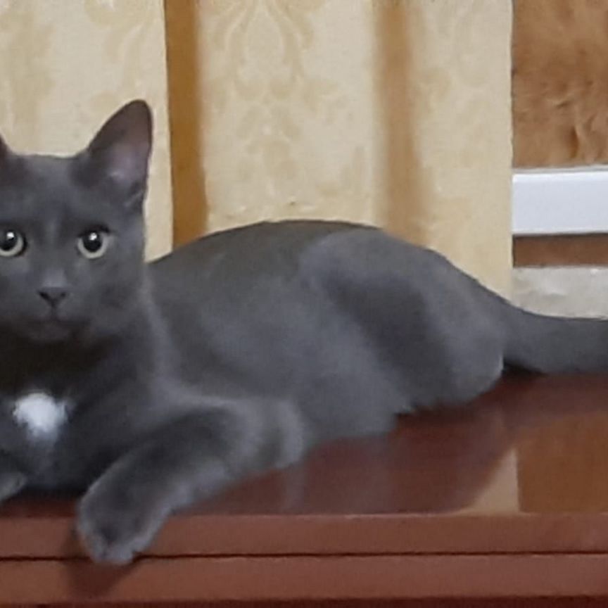 Спасите несчатных котят