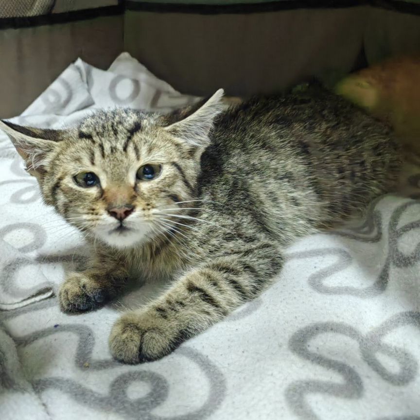 Котенок мальчик 2,5 мес