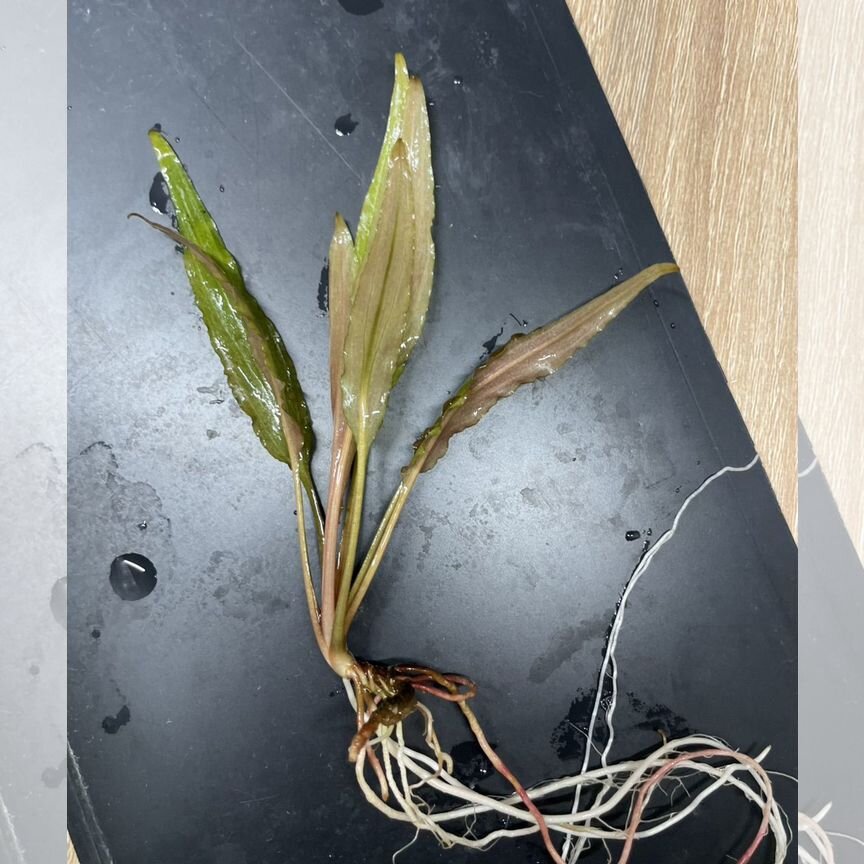 Криптокарина для аквариума