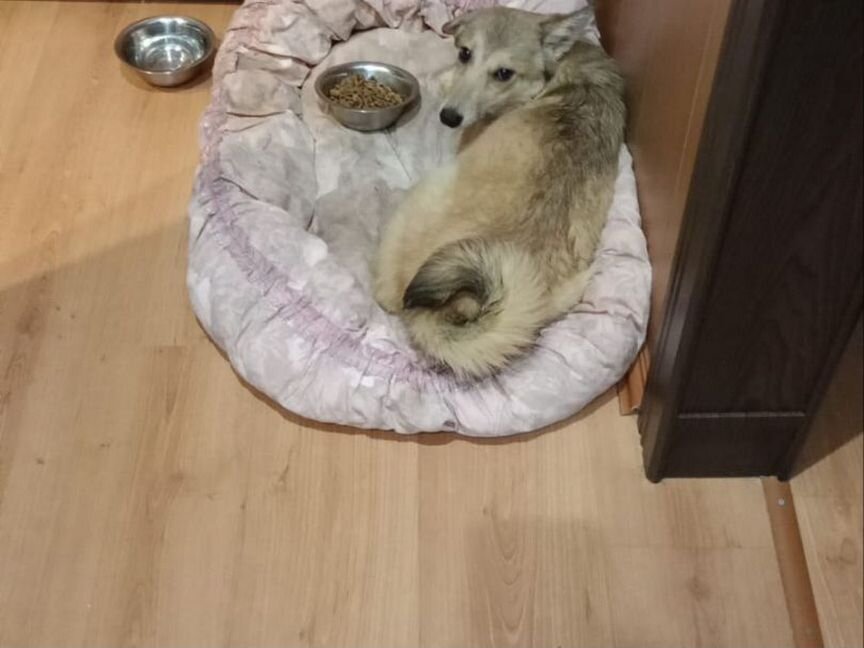 Некрупная собачка в хорошие руки