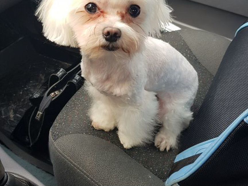 Мальтийская болонка мини вязка