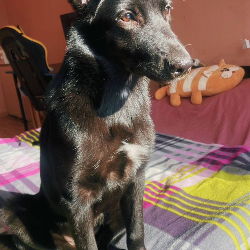 Собака в добрые руки