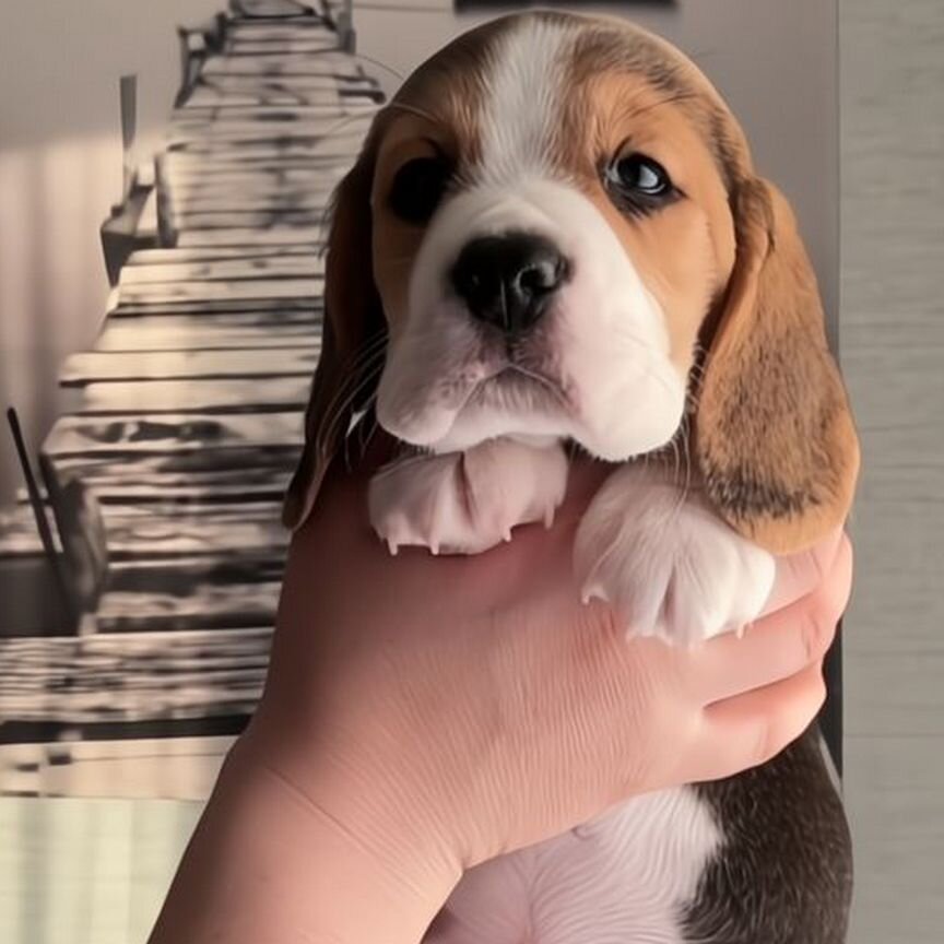 Бигль, щенок