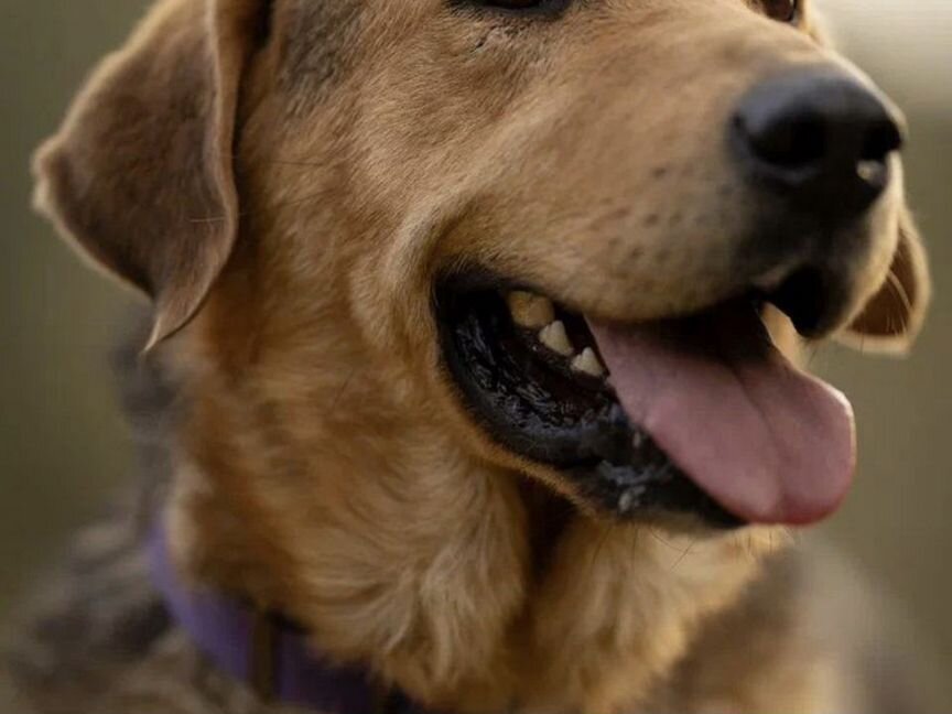 Золотистый ретривер