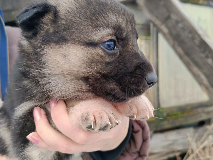 Восточноевропейская овчарка помесь