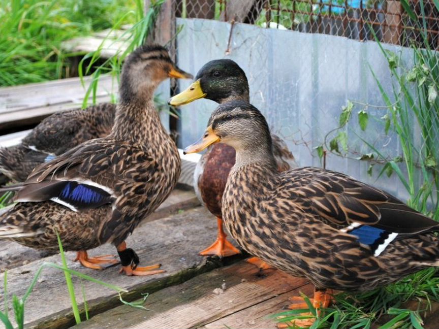 Подсадные утки