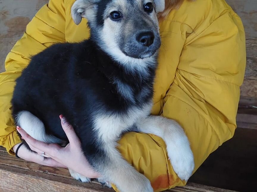 Крошка щенок в добрые руки