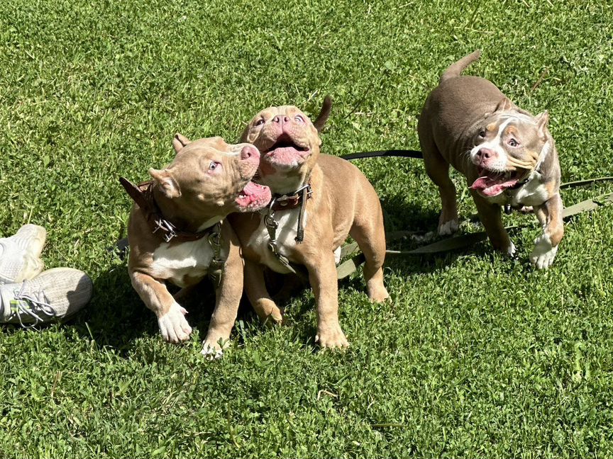 Американские Булли Красота