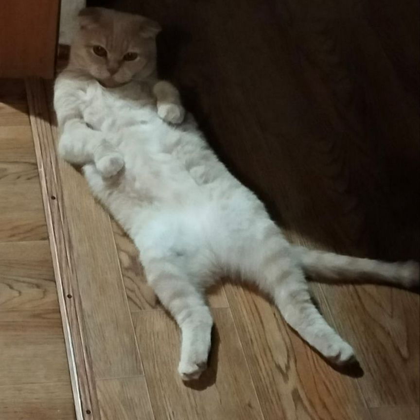 Шотландская вислоухая короткошёрстная кошка, взрослая