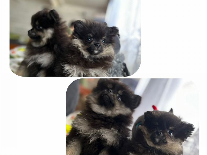 Померанский шпиц