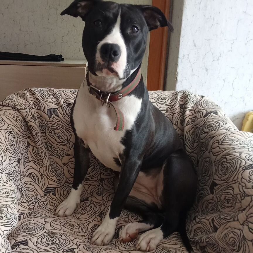 Американский стаффордширский терьер, щенок