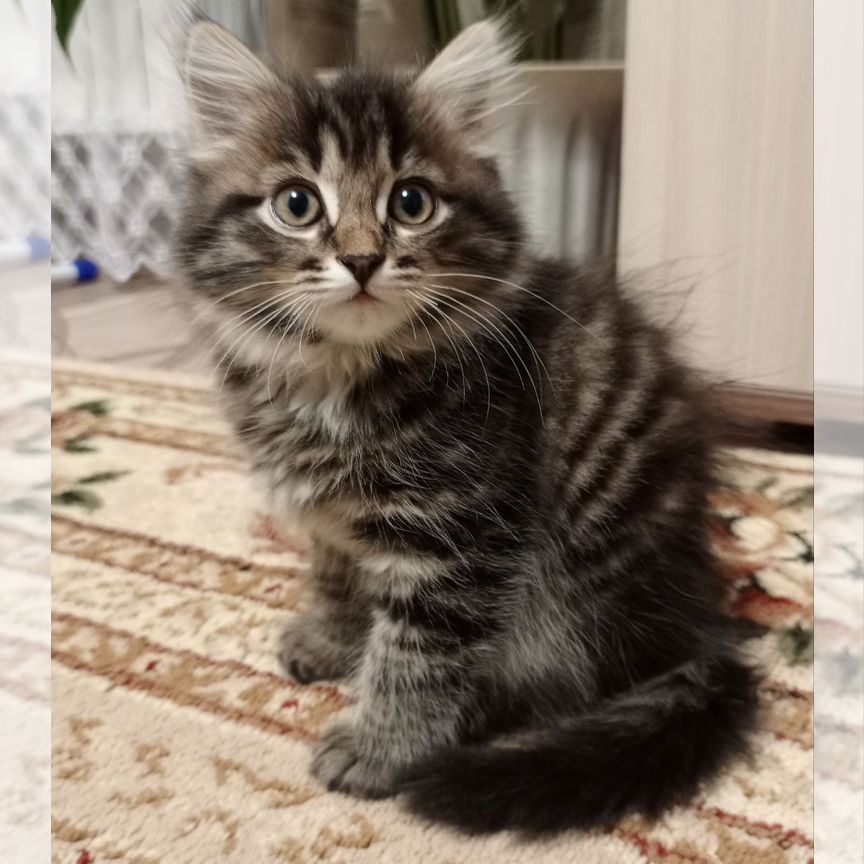 Котик 2 месяца