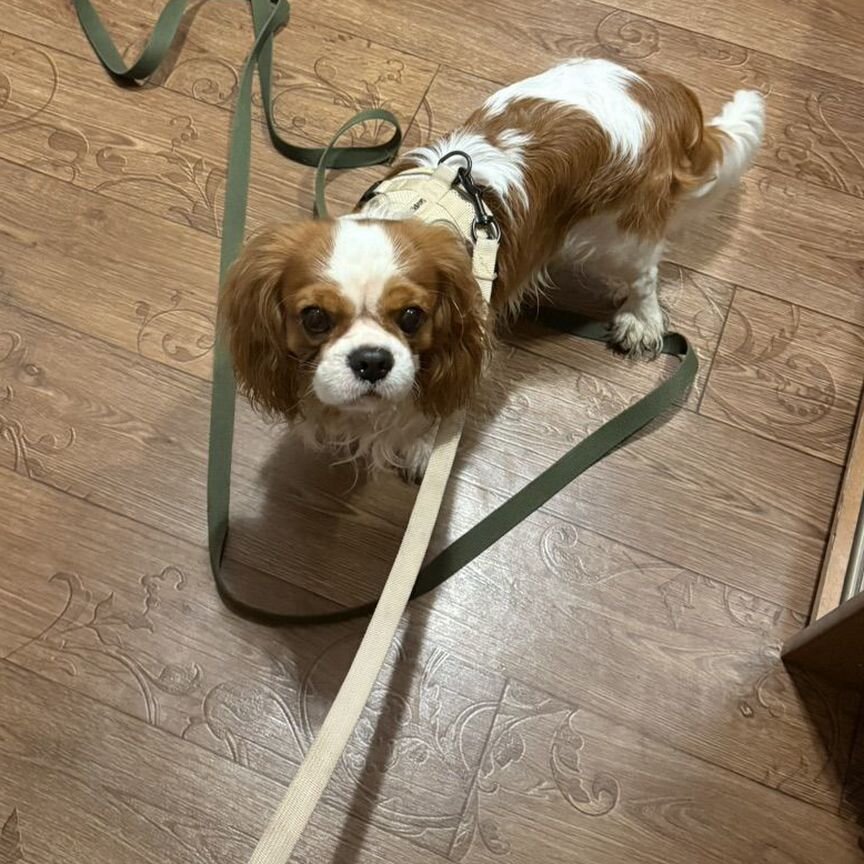 Кавалер кинг-чарльз-спаниель, взрослый пёс