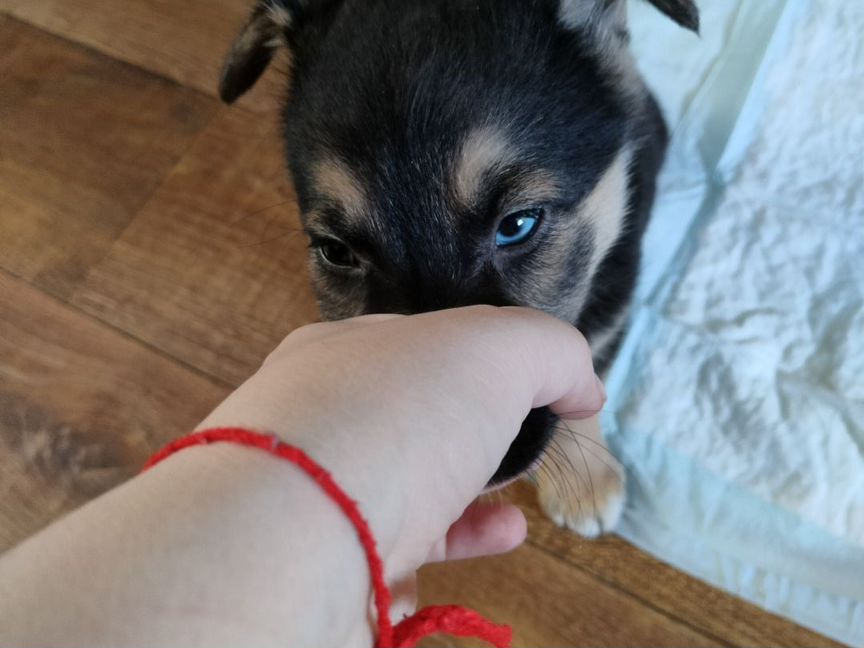 Щенок в добрые руки бесплатно