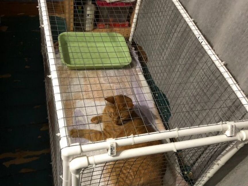 Клетка для животных