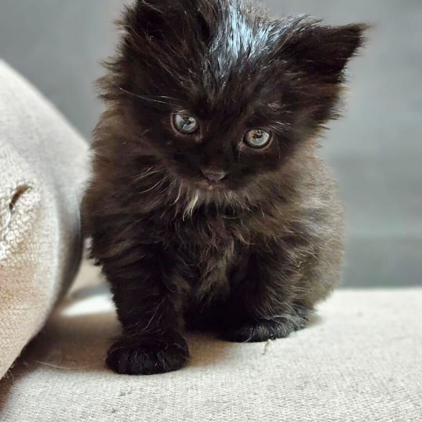 Котята в добрые руки бесплатно