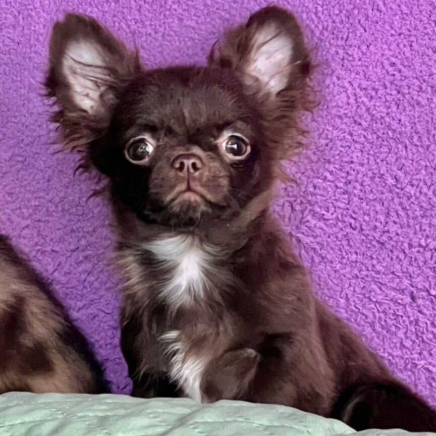 Чихуахуа девочка