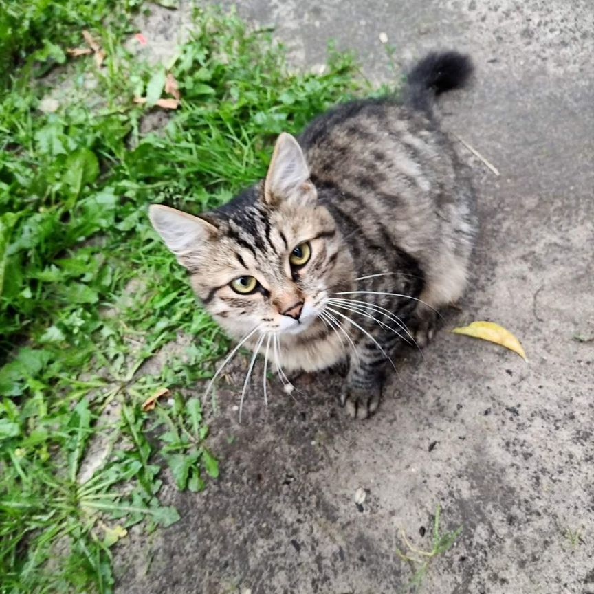 Кот в добрые руки