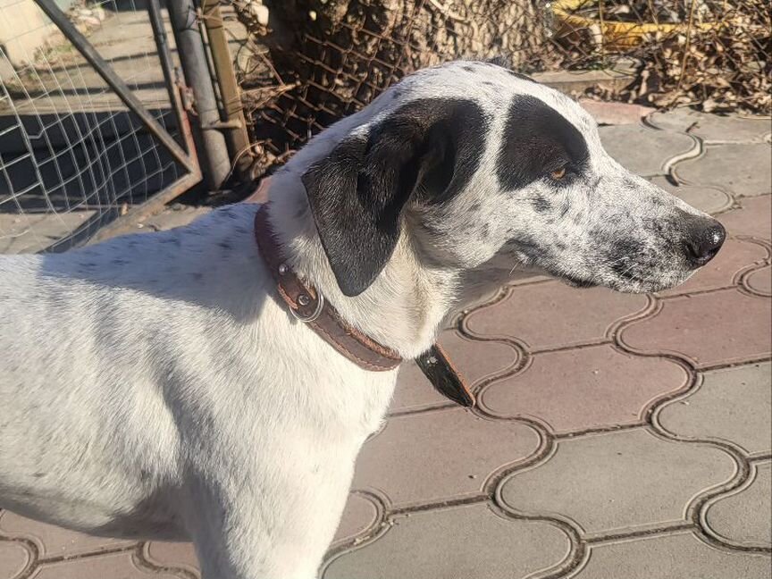 Сеттер