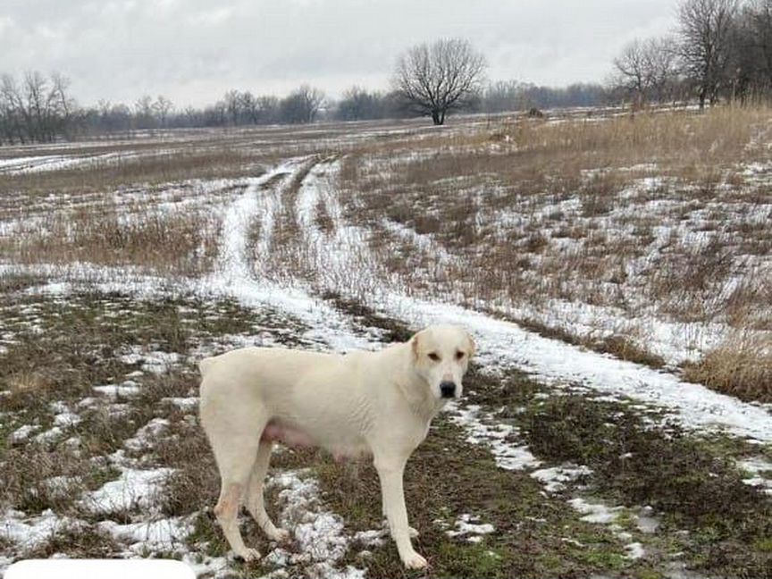 Среднеазиатская овчарка алабай щенки