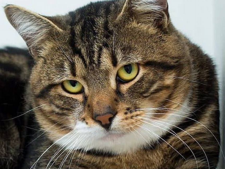 Пухленький Бонифаций