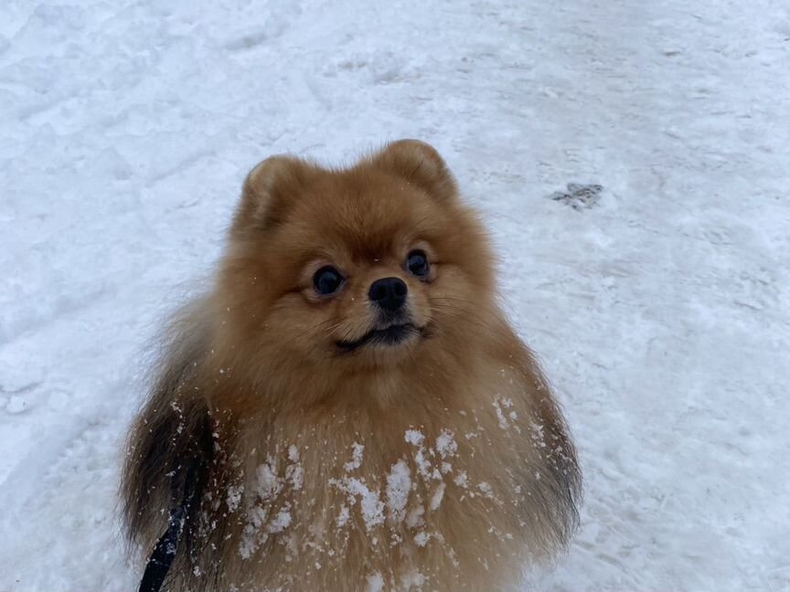 Померанский шпиц вязка кобель