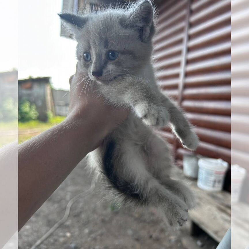 Котёнок