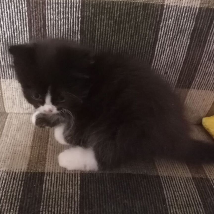 Сибирский котёнок