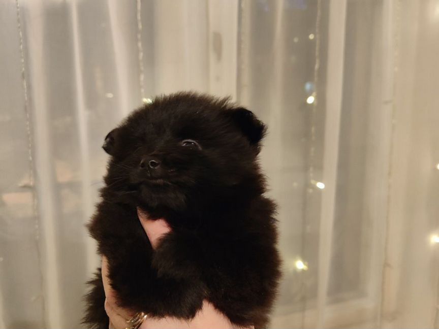 Мимишка