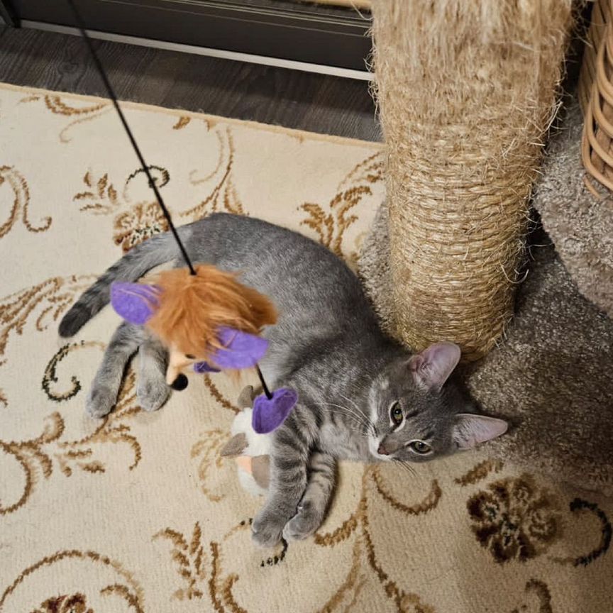 Котенок полосатик ищет дом