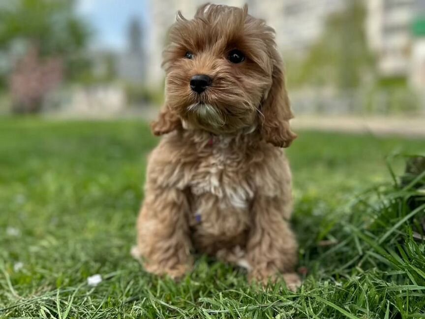 Собака Кокапу