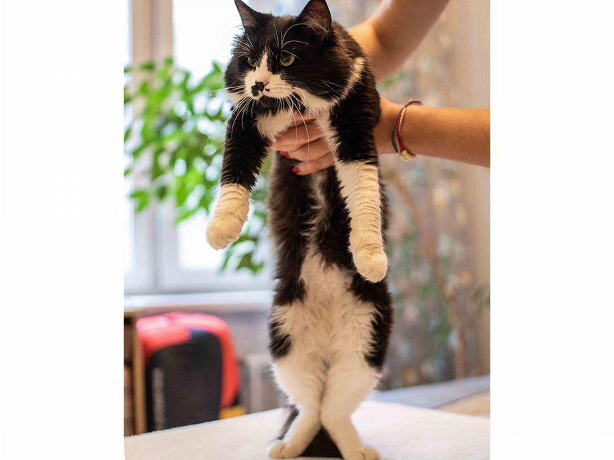 Кот в добрые руки