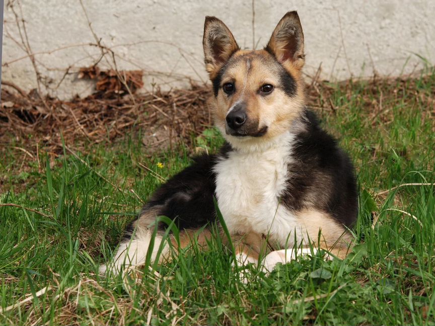 Собака в добрые руки средняя молодая