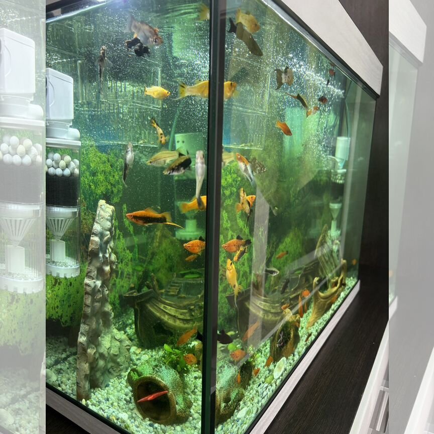 Молинезии, меченосцы