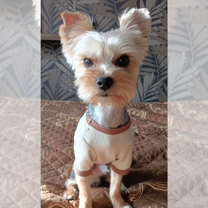 Йоркширский терьер, взрослый пёс