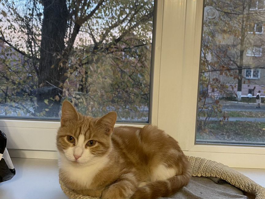 Кошечка в добрые руки