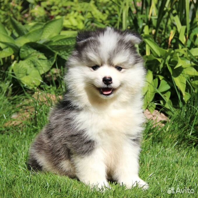 Помски мальчик той